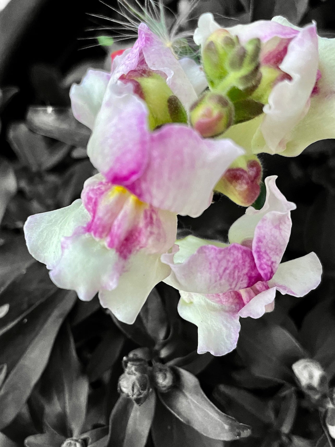 Flower Seeds – Fuschia Designs Shop